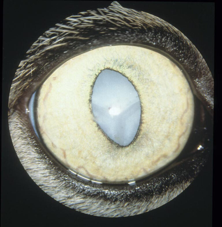 Grauwe staar bij hond en kat - oorzaak en behandeling